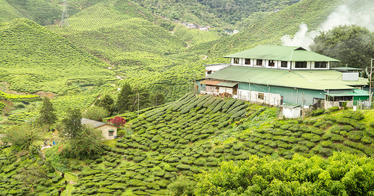 Designing A Specialty Tea Factory – Young Mountain Tea